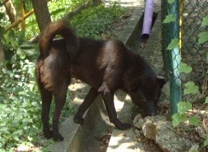 Infoseite zum traditional Shar Pei : Tang Dog