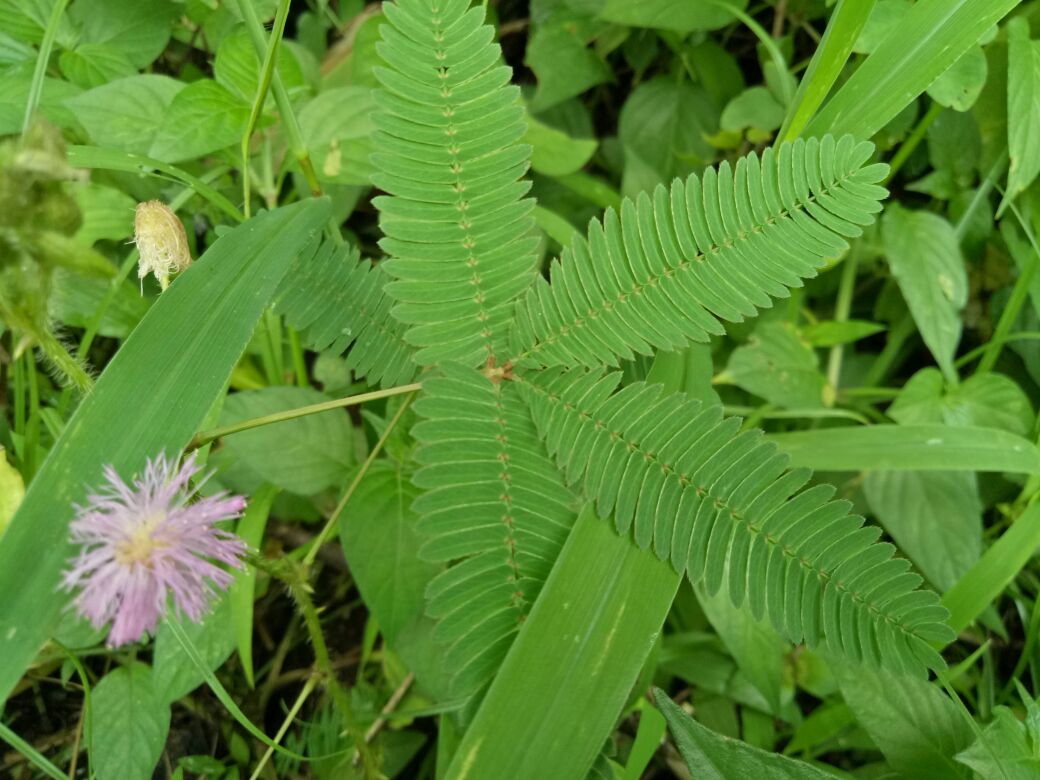 DUNIA APAPUN: PUTRI MALU / SENSITIVE PLANT / TOUCH-ME-NOT / MIMOSA PUDICA