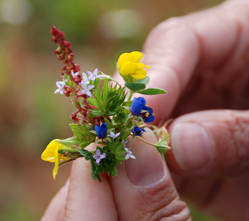 flowers for flower lovers.: World smallest flowers photos.