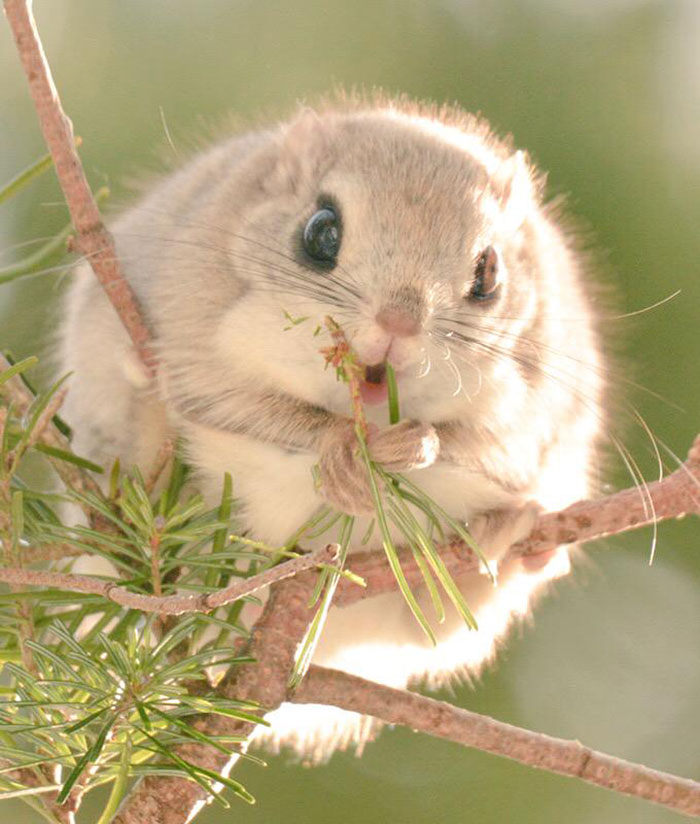 White Wolf : Siberian Flying Squirrels Are Probably One Of The Cutest ...
