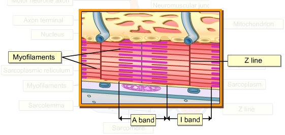 BIOLOGY FORM 6: NEUROMUSCULAR JUNCTION I