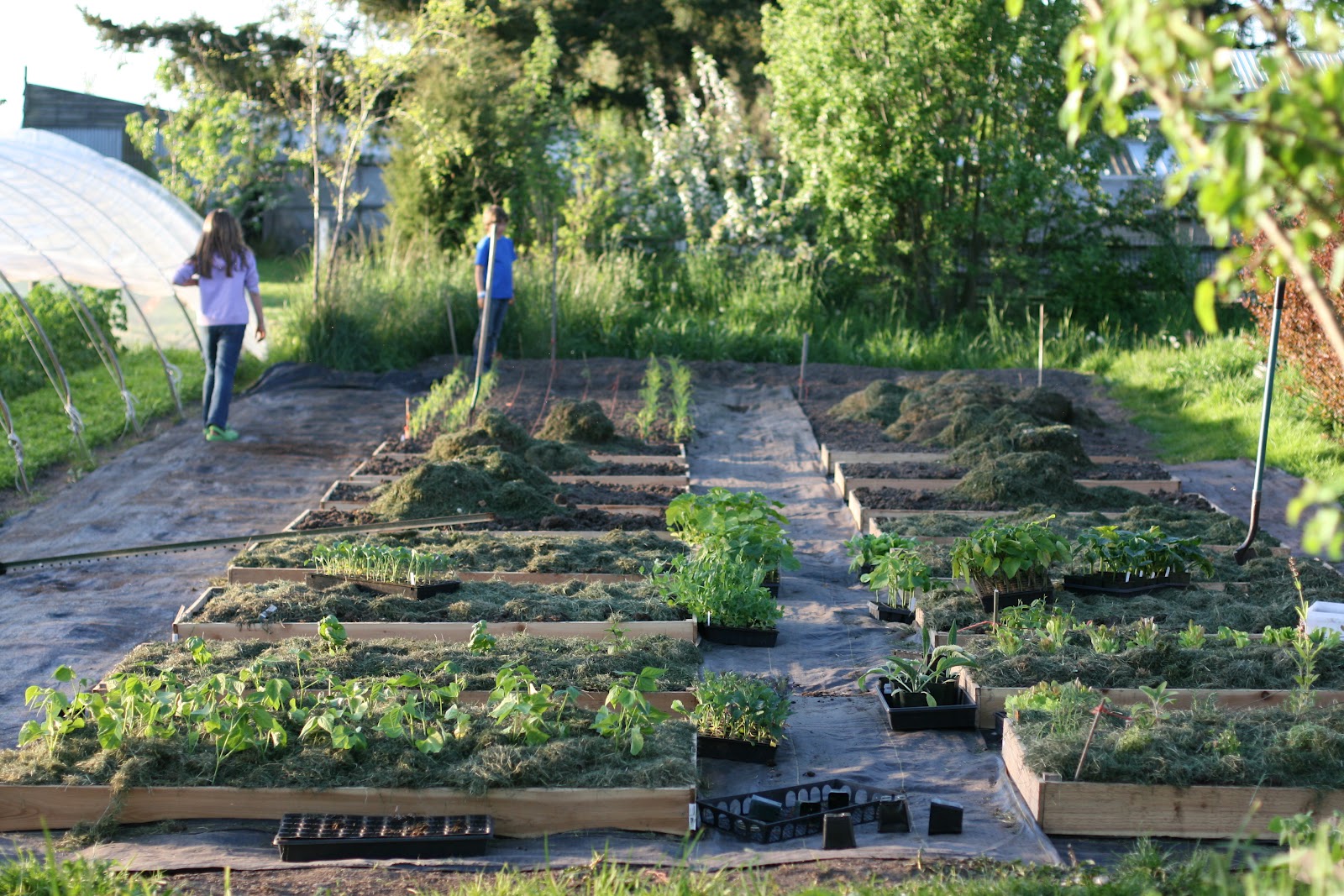 the pea patch - Floret Flowers