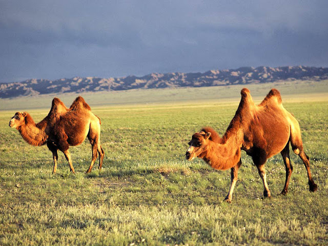 Camel | The Biggest Animals Kingdom