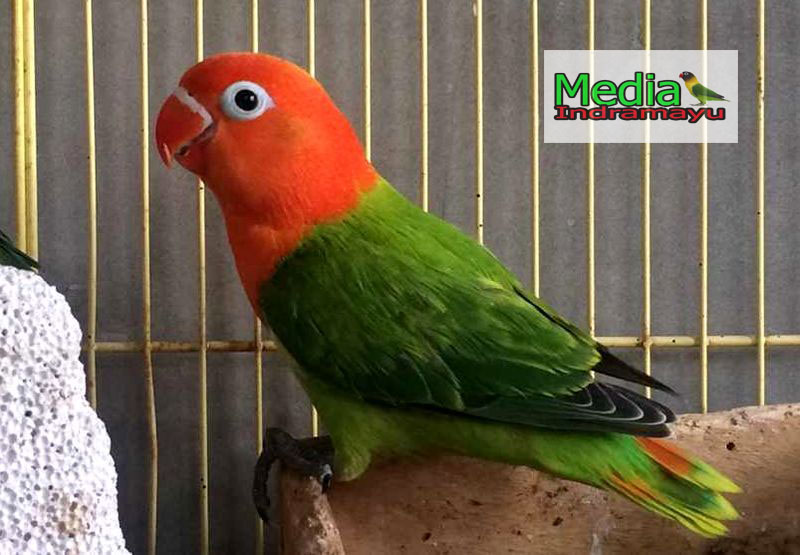8 Jenis Lovebird Biola Lengkap dengan Gambar dan Harga - Media Burung ...