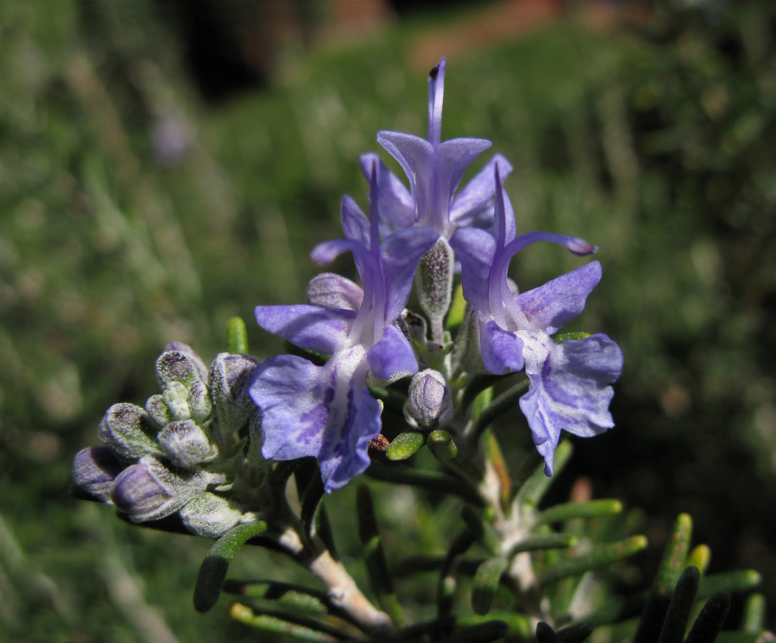 Flores y Palabras: Romero