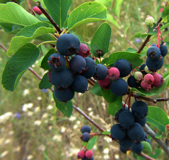 Slatsz' plant photo-biography: Amelanchier alnifolia, saskatoon