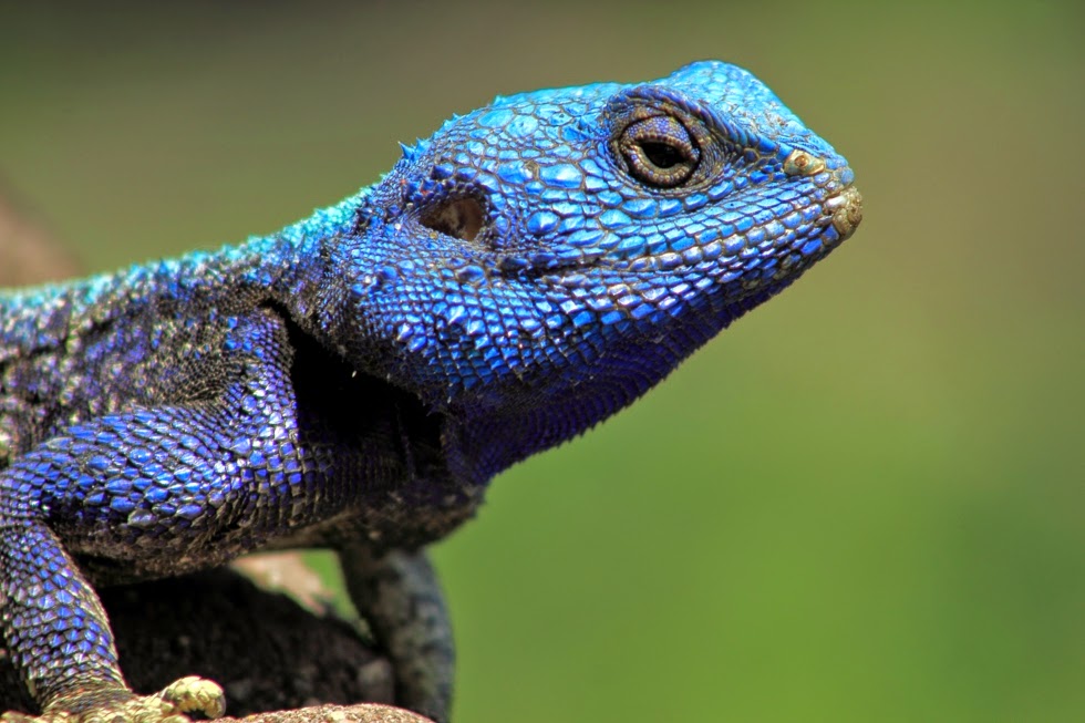 Agama Lizard Britannica