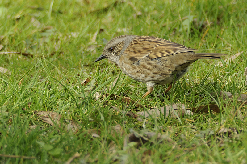 Outdoor Photography: Heel dicht bij huis...