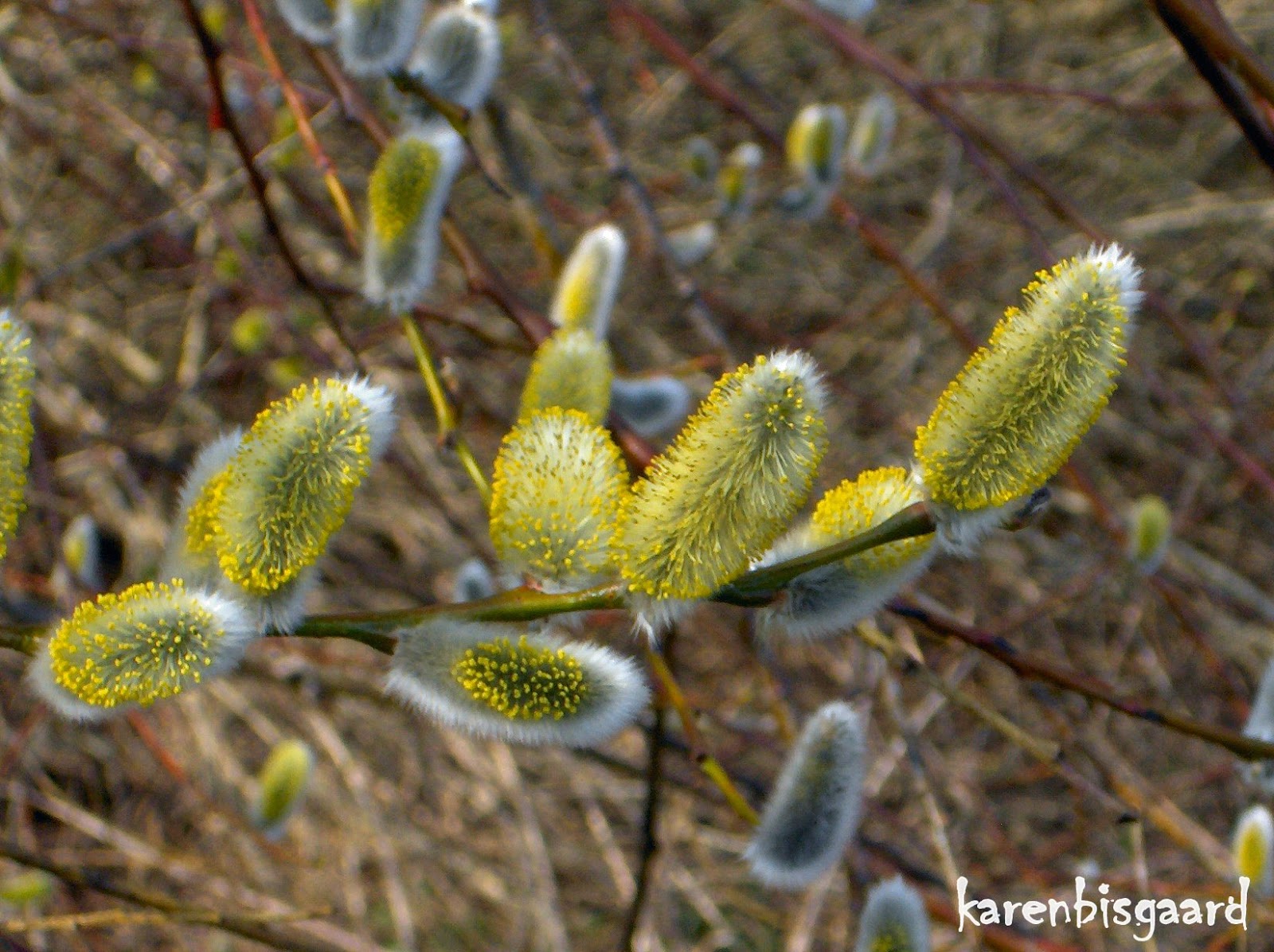 Karen`s Nature Photography: Flowering Branches of Willow Tree!