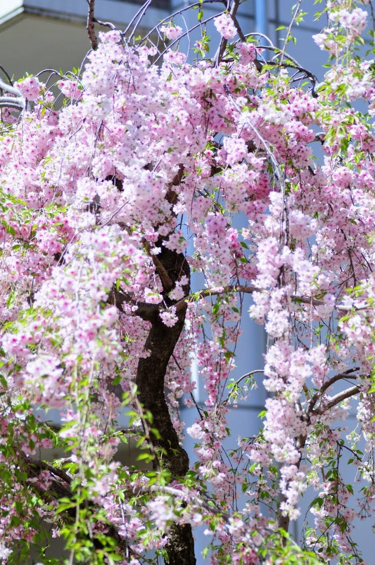 Beautiful spring blossoms ~ Stunning nature
