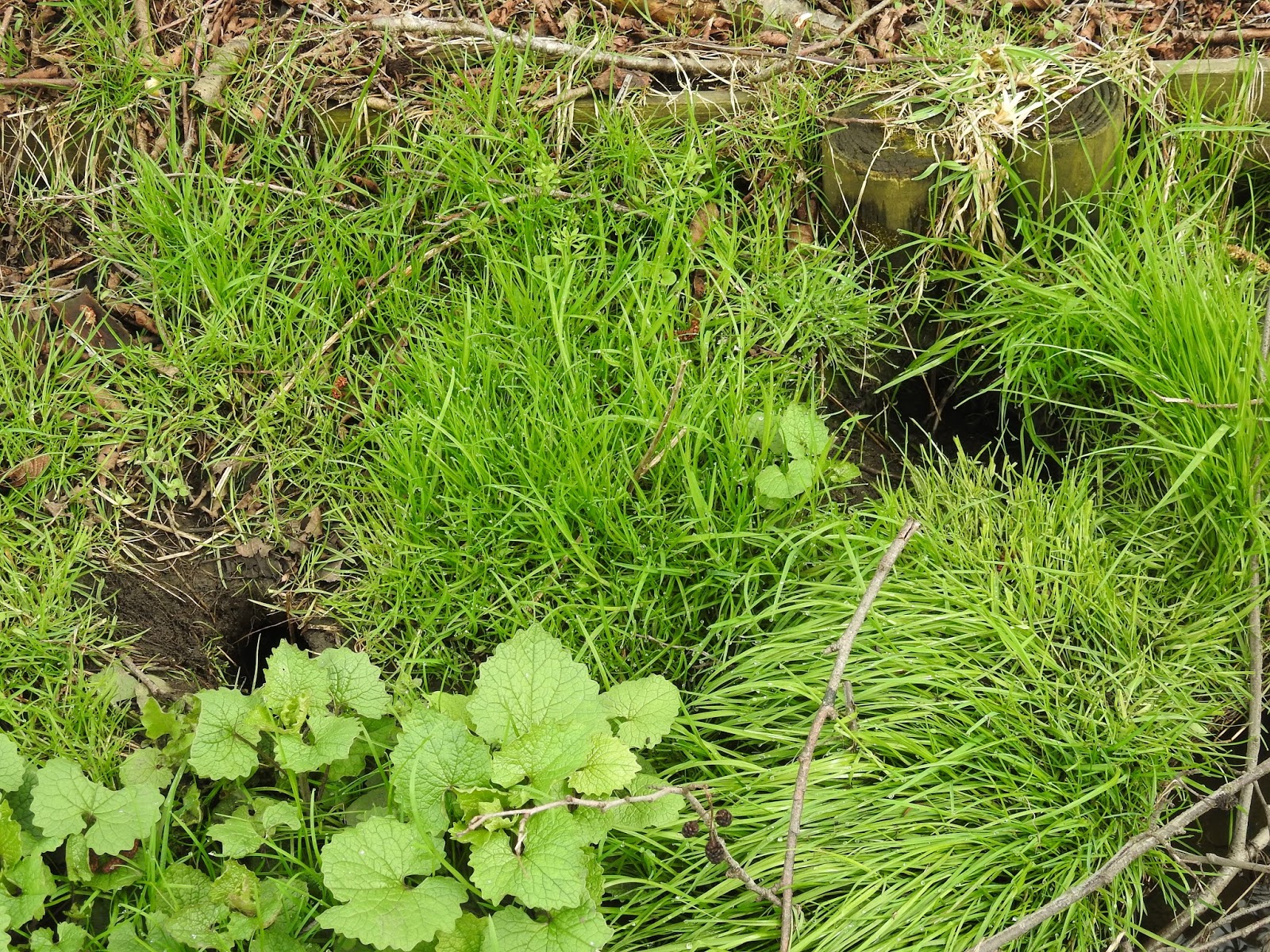 About a Brook: Burrows Special!