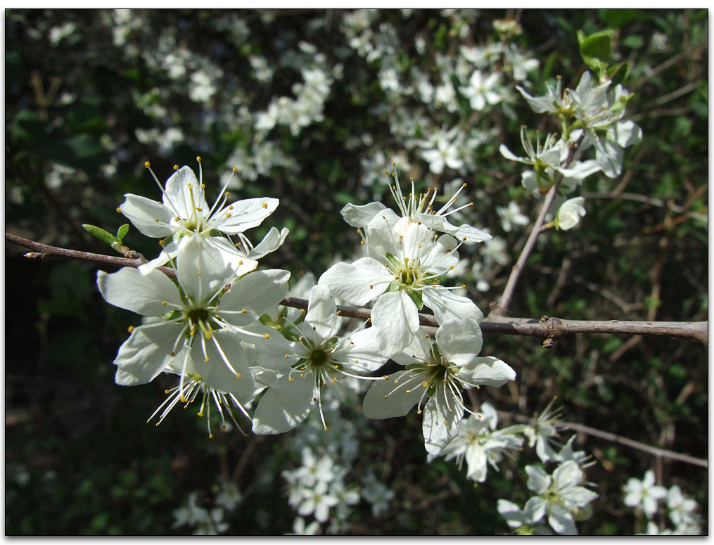 rocayflor: Camino de El Pueyo. Prunus spinosa. Arañonero