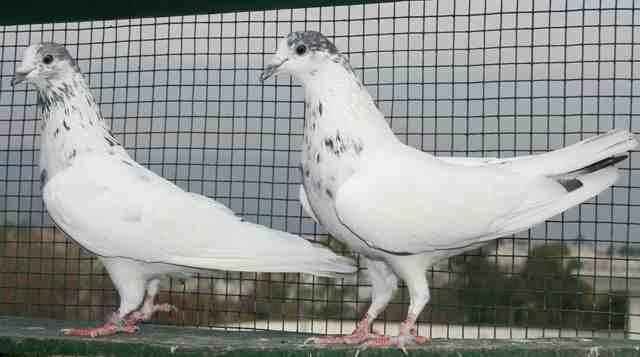 Latest 35 walay Pakistani Pigeons, Kabootar Baazi in Pakistan