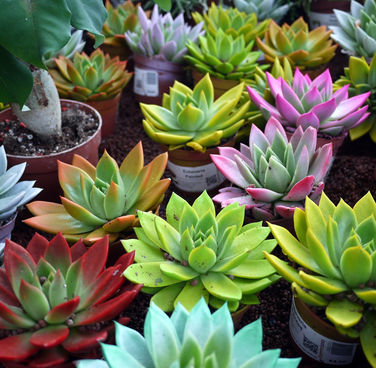 Exotic gardening @ 55° North: July 2013