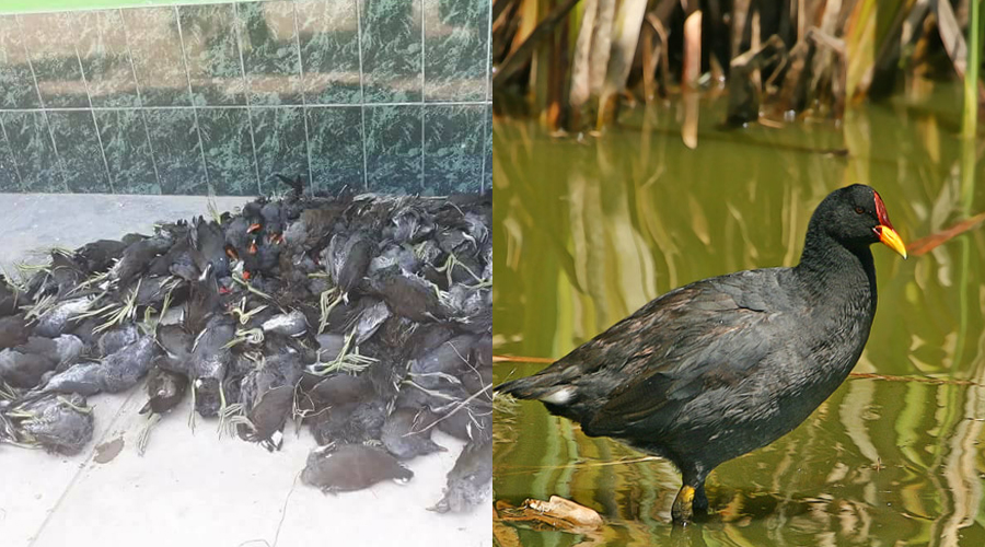 Iglesia del Cardo: ¿Podrían llegar a extinguirse las chocas en Camaná ...