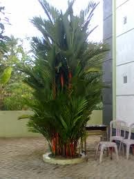 Palem merah, pohon palm, jenis-jenis pohon palem | Tukang Taman