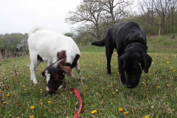 Ba-Gawks: Goat on a rope