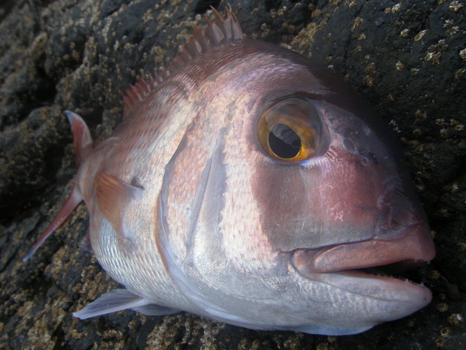 Pesca Artificial: julio 2012