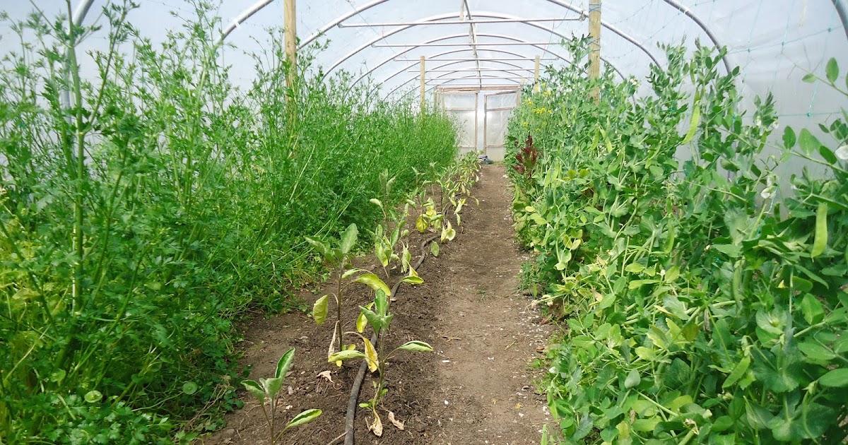 Bosavern Community Farm: Planting summer polytunnel crops