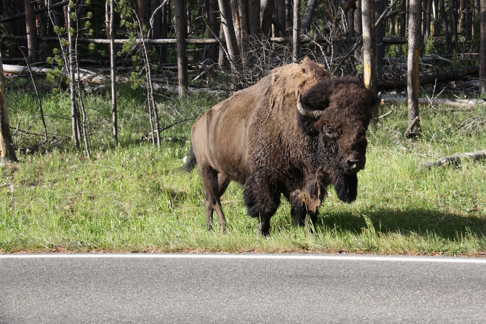 Lostentry - Welztalbahn, Model Railroading, and more: Best of ...