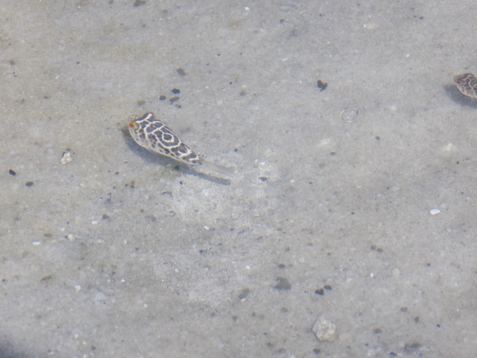 My photos of Checkered Puffers | MonsterFishKeepers.com
