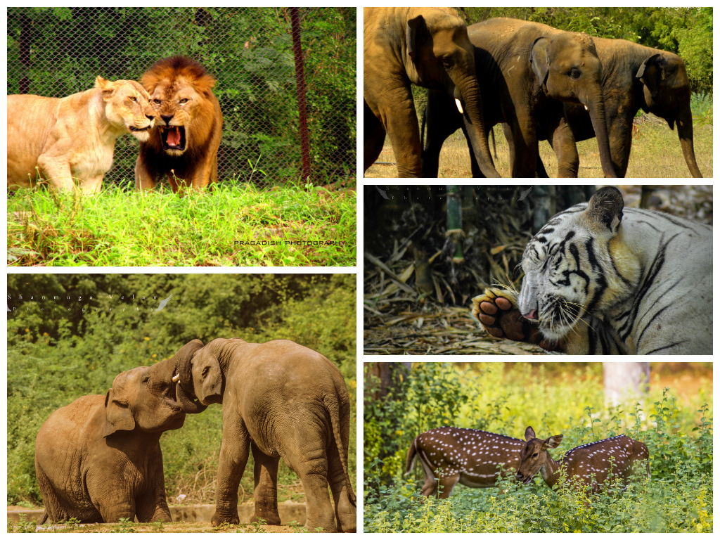 100 THINGS TO DO IN CHENNAI: #75 Visit Vandalur zoo.. ( Must visit ...