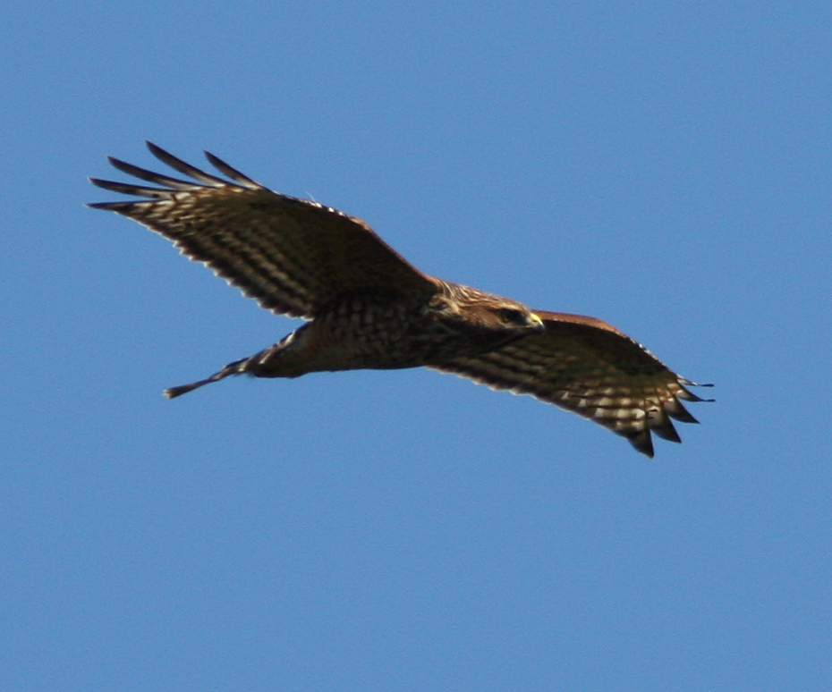 Mark James Pearson: Red-tailed & Red-shouldered Hawks - San Francisco