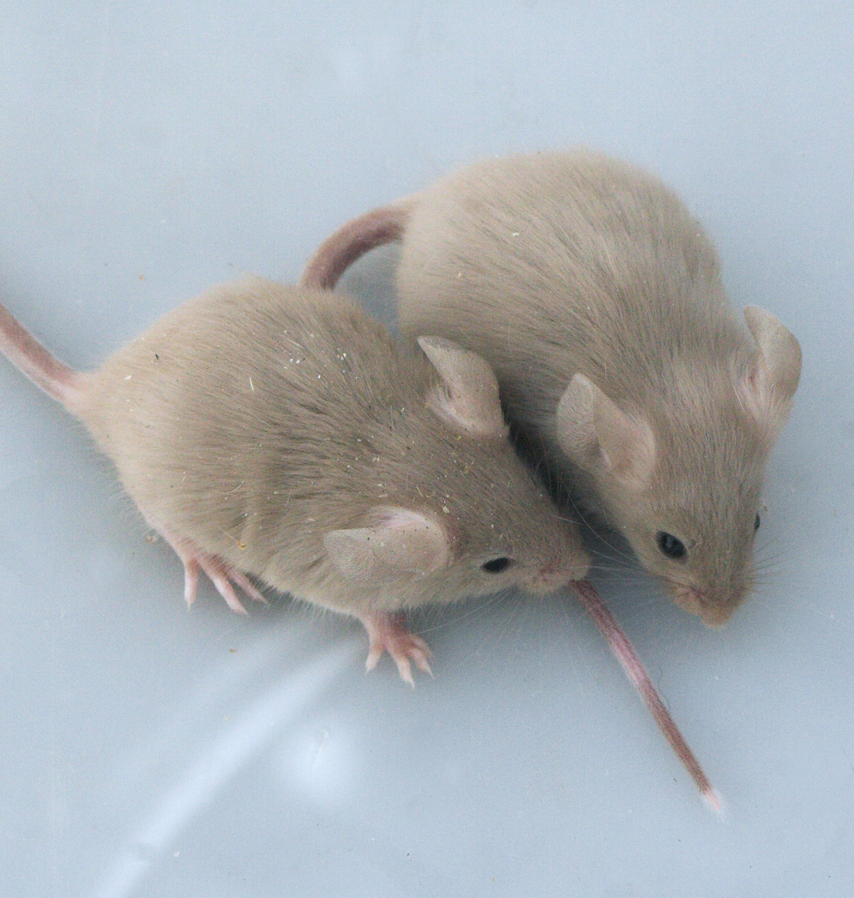 Picobello. Hodowla myszy rasowych.