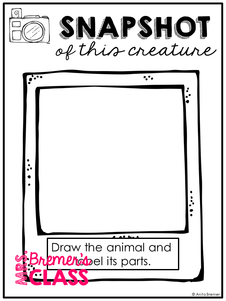 Animal Research Projects {for ANY animal} | Mrs. Bremer's Class