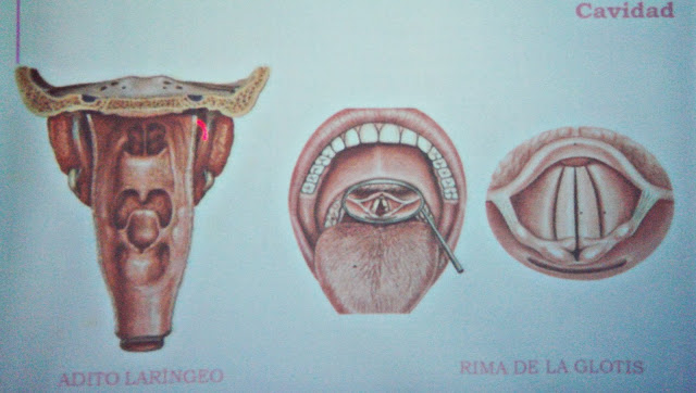 Laringe - Sistema respiratorio
