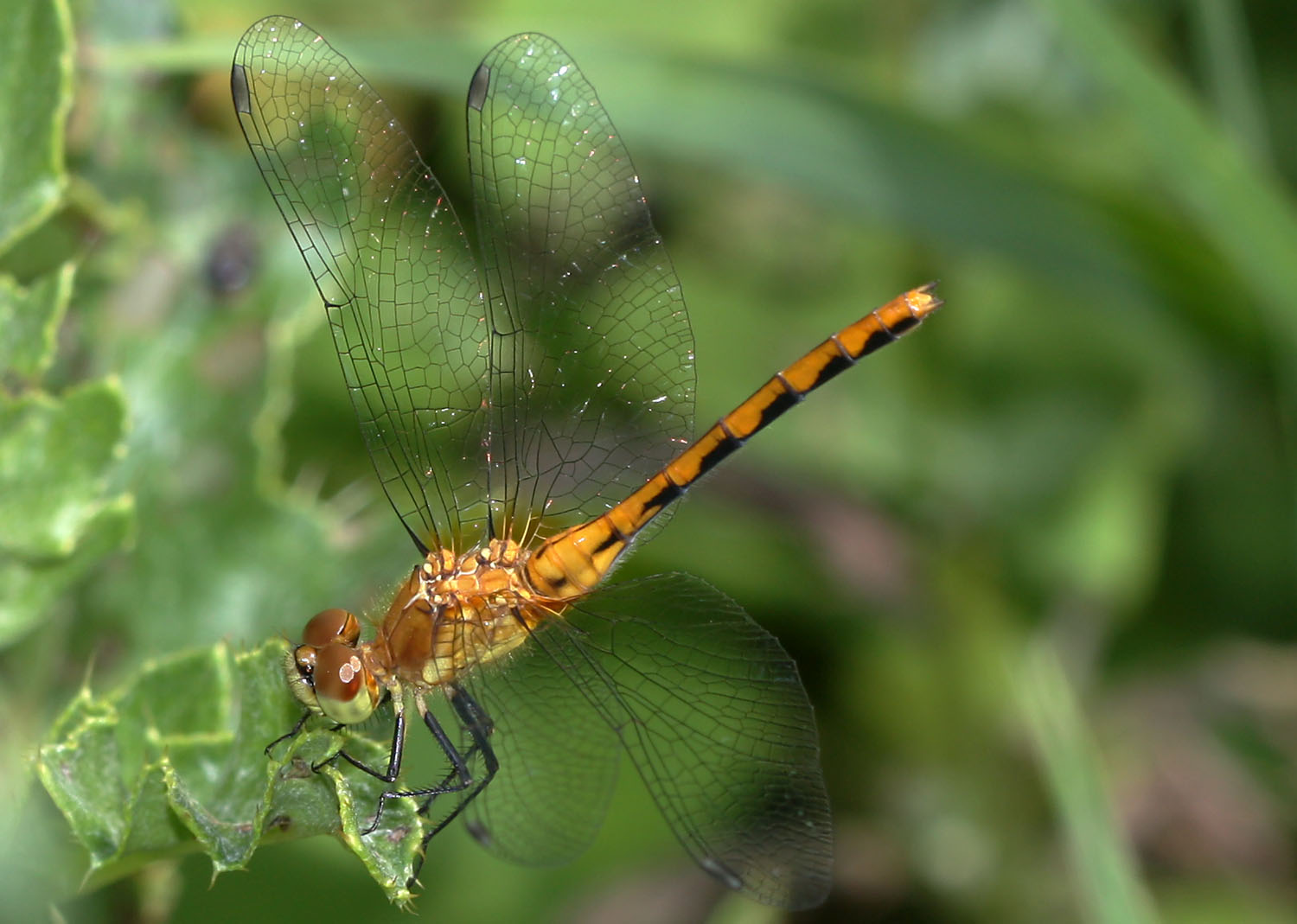 The Ketelsens!: More of my Illinois Bug Buddies!