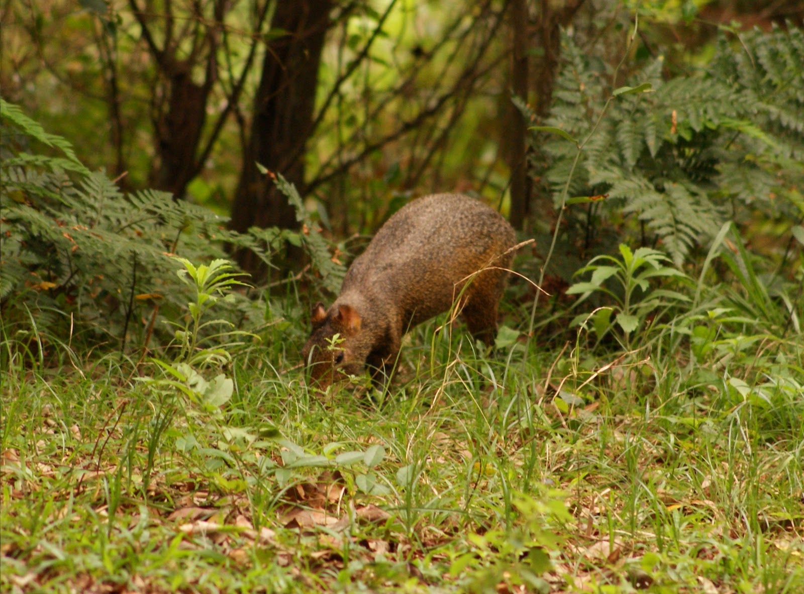 Fotografias de animais: Cotia
