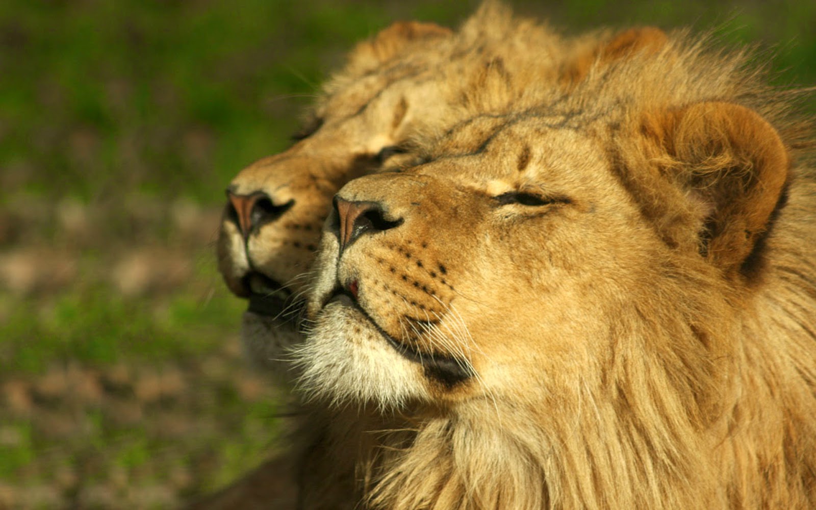 Two Lion HD Wallapper - Wallpapers HD