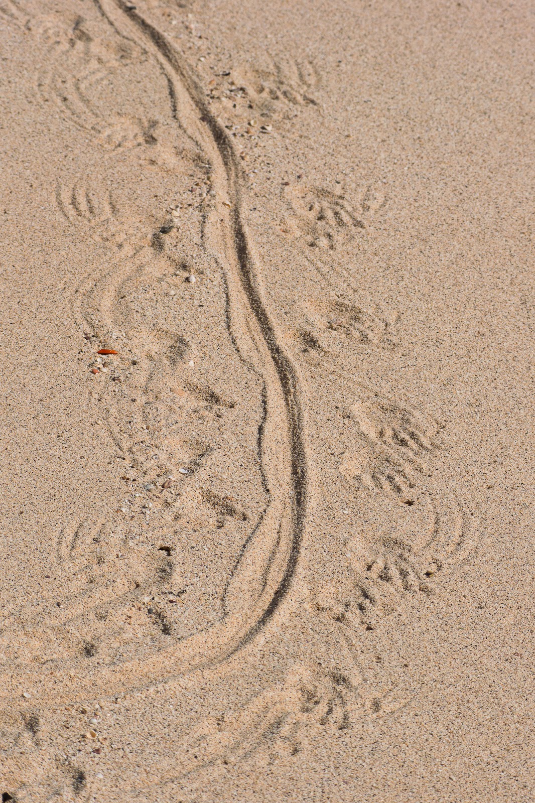 Birds-n-Blooms: Galapagos: Discovering the Shore