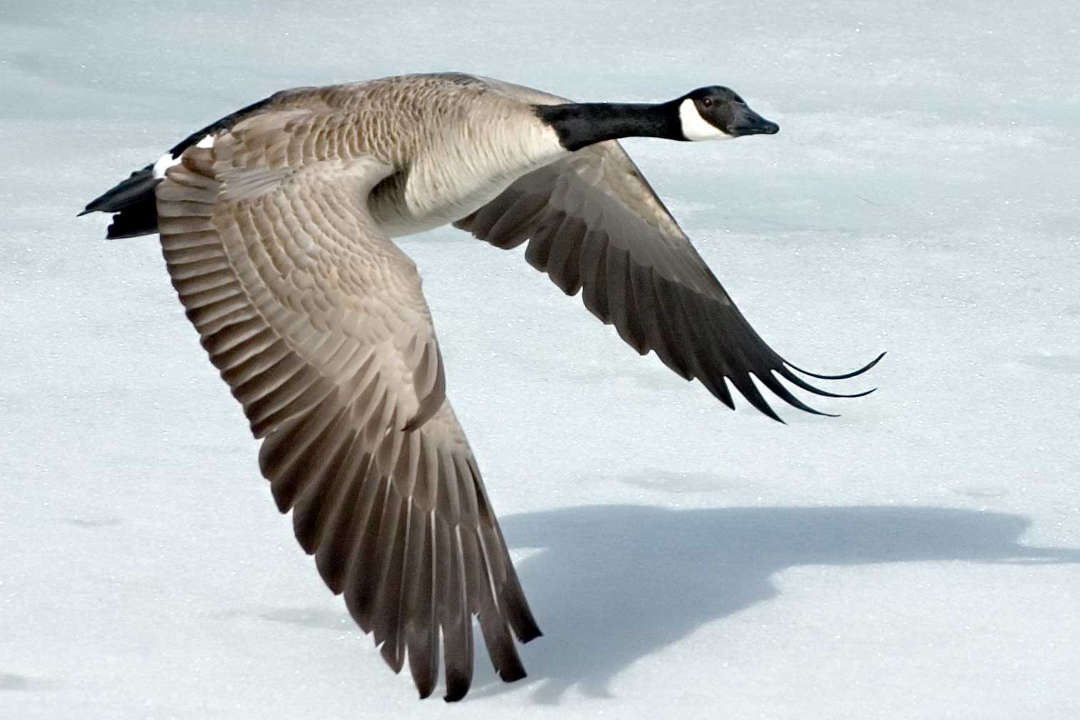 Canada Goose - Type Animal