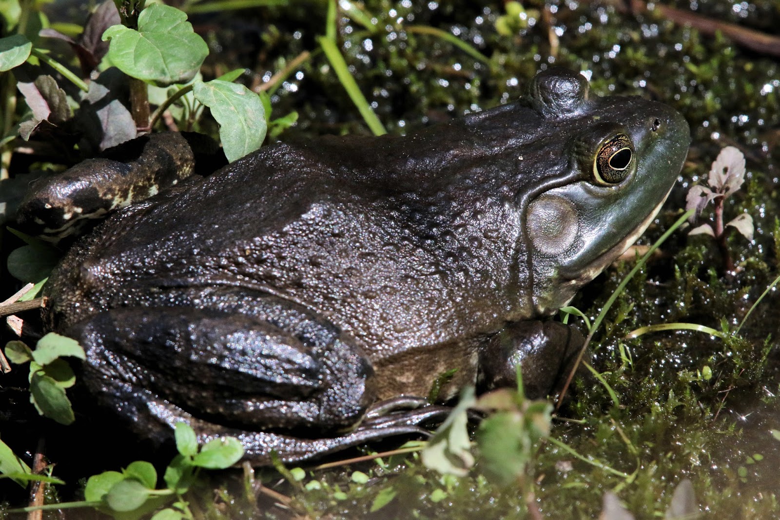 Birds from Behind : Some Days...
