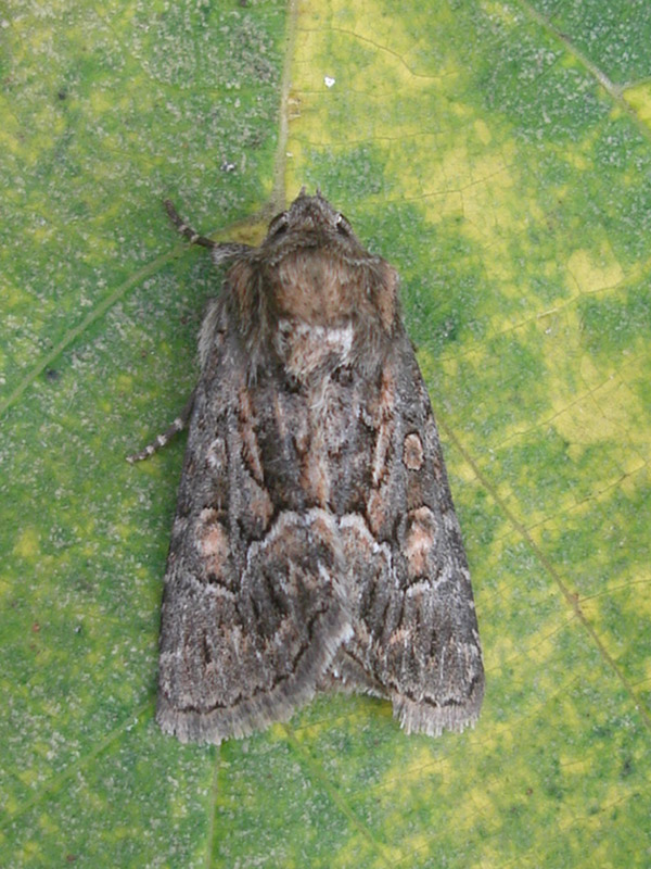 MERSEA WILDLIFE: TANNED ADDER