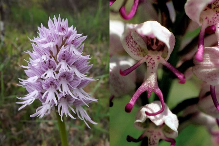 Toko Bunga | Toko Bunga Bekasi | Jual Bunga Ucapan | Hub:082262222989 ...