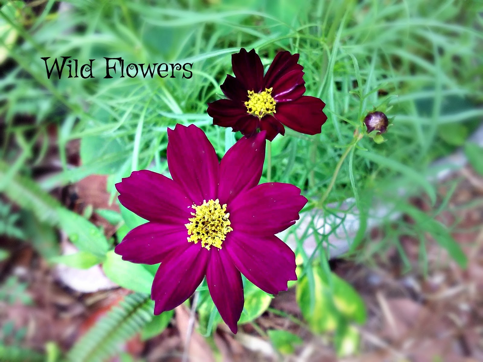 MadSnapper: Wildflowers In a Planter