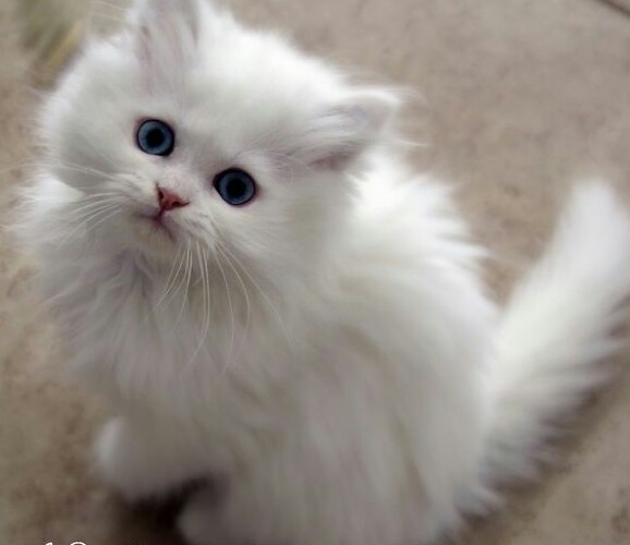 Buy Arabic Persian Cat : 2016