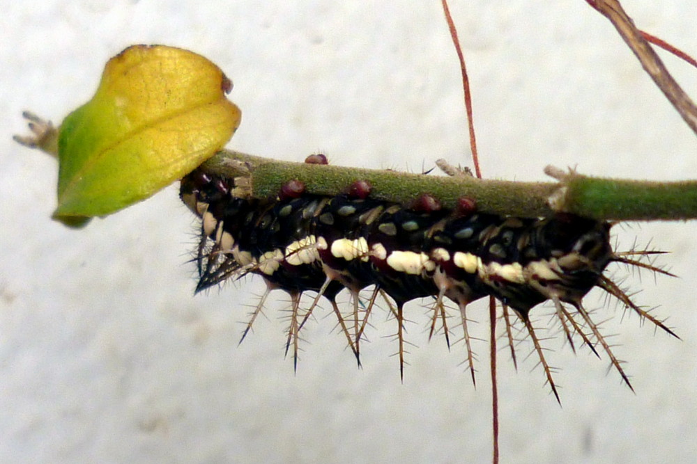 Lepidóptera 10º Norte: Dryas iulia moderata (mariposa)