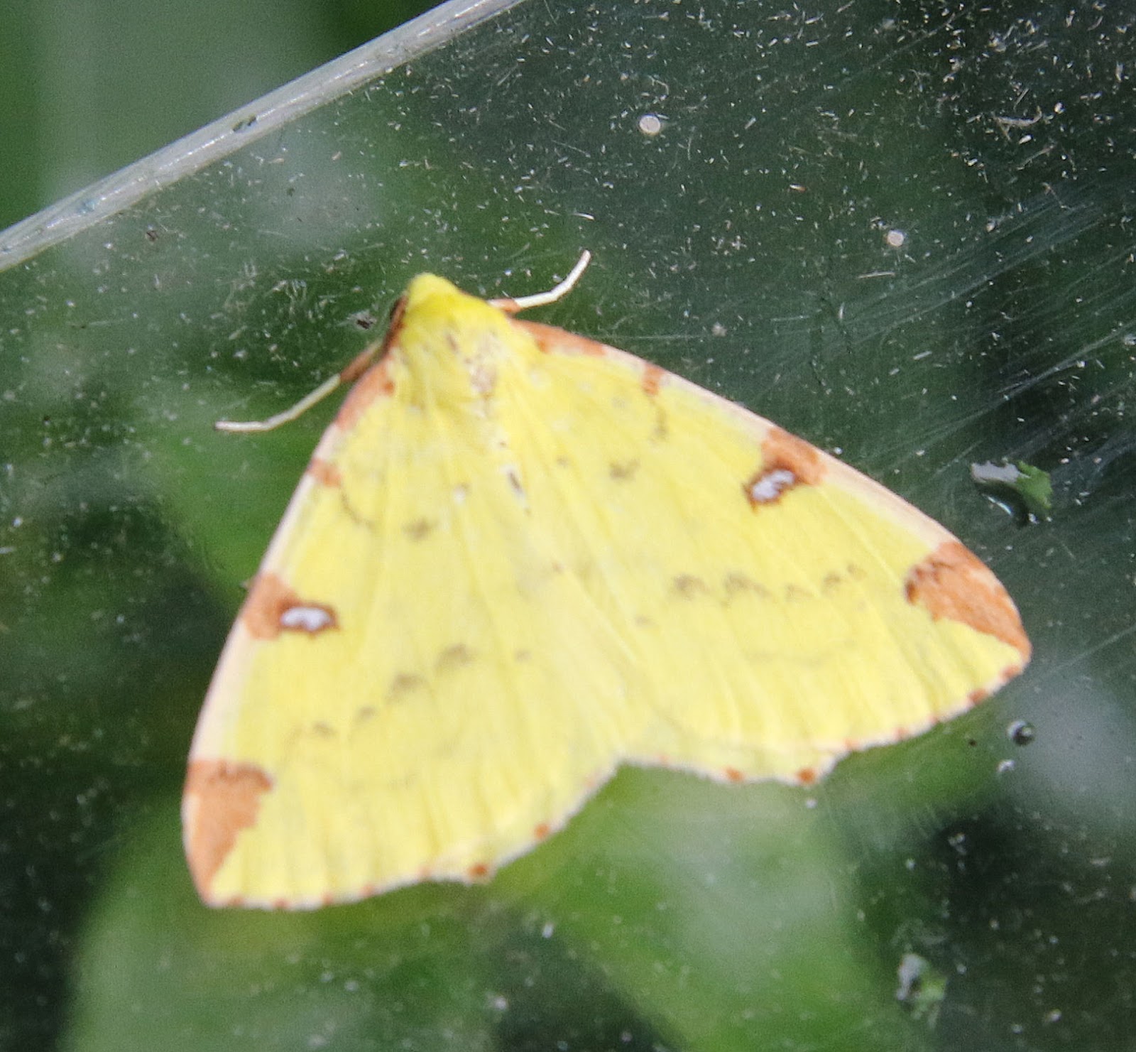 Birding with Flowers: June Moths