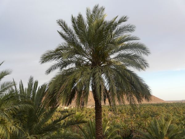 Les Plantes النباتات: Le dattier