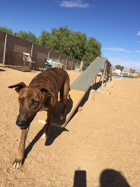 Hayley's Dog Agility Training: Working with Strider using a Tunnel and ...