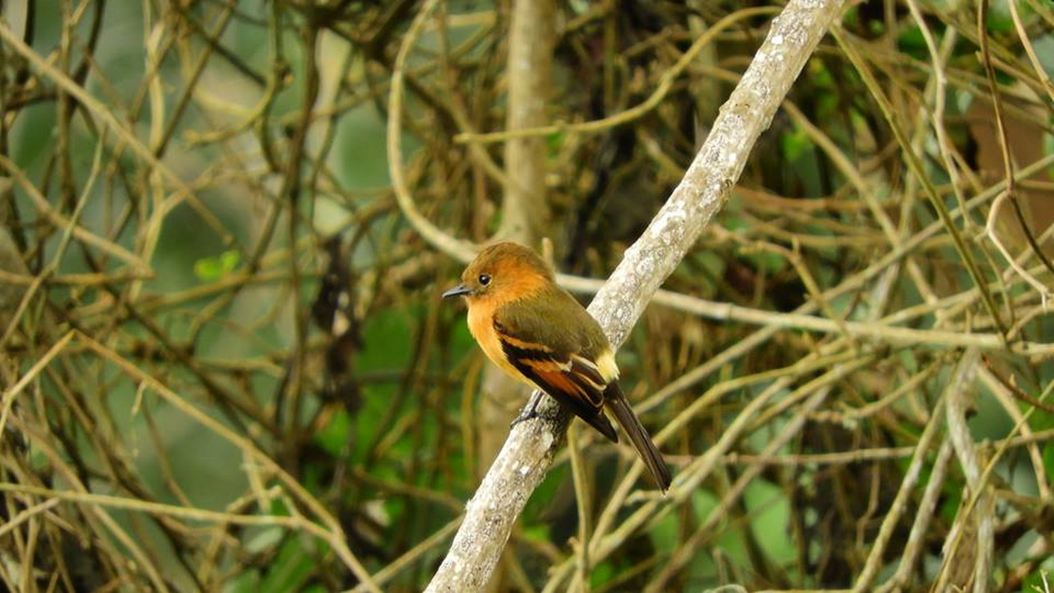 Noticias, Arte, Cultura y Turismo: Caquetá Birding una alternativa de ...