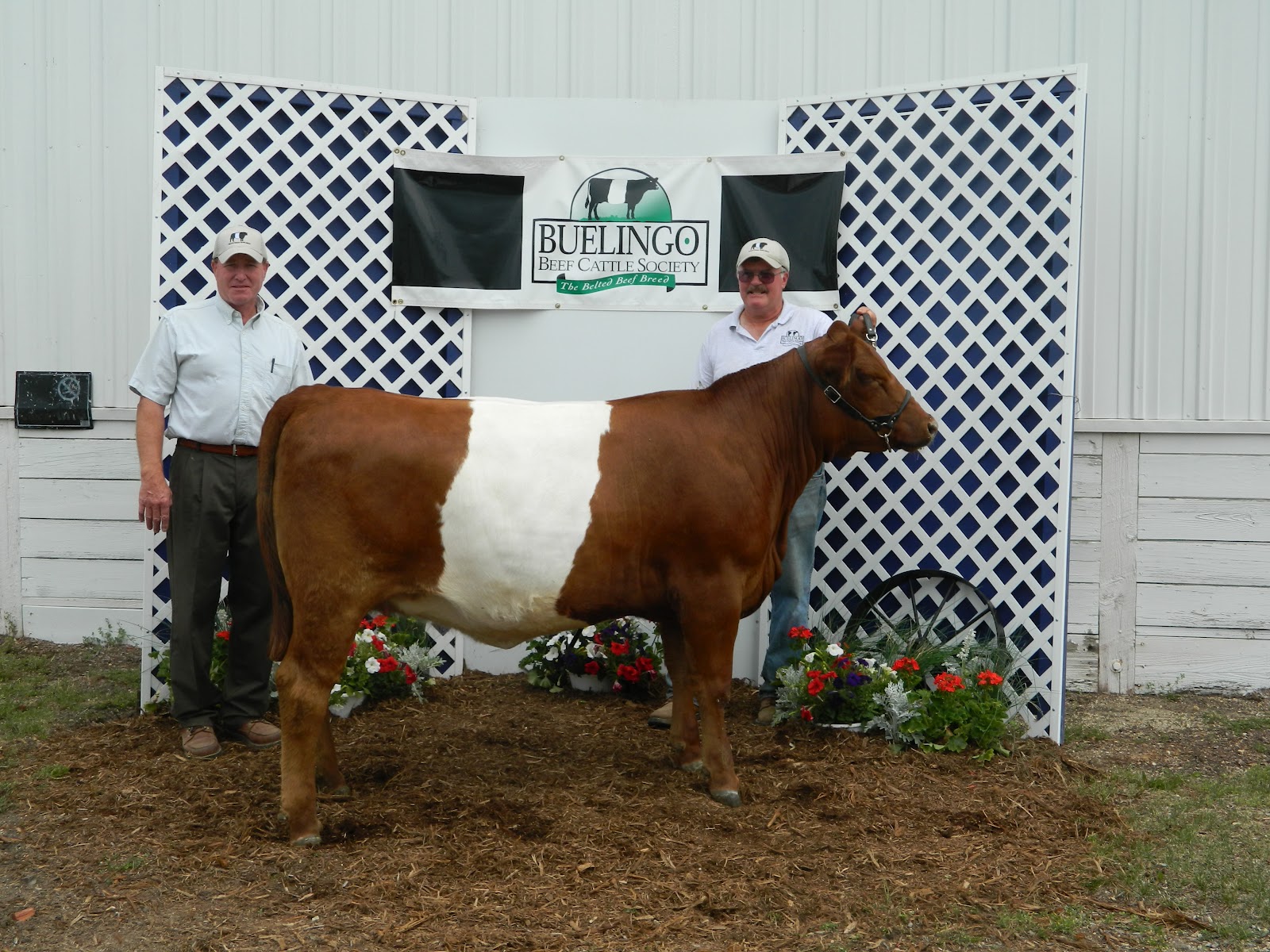 National BueLingo Society