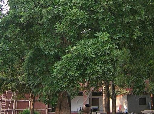 Tree Species for Tamil Nadu - ARUNACHALA LAND