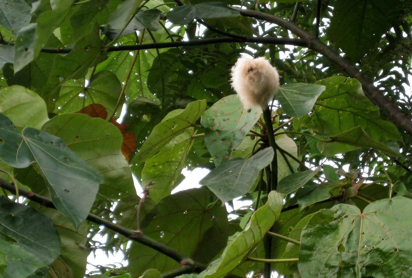 CivilStation.COM: Kayu balsa