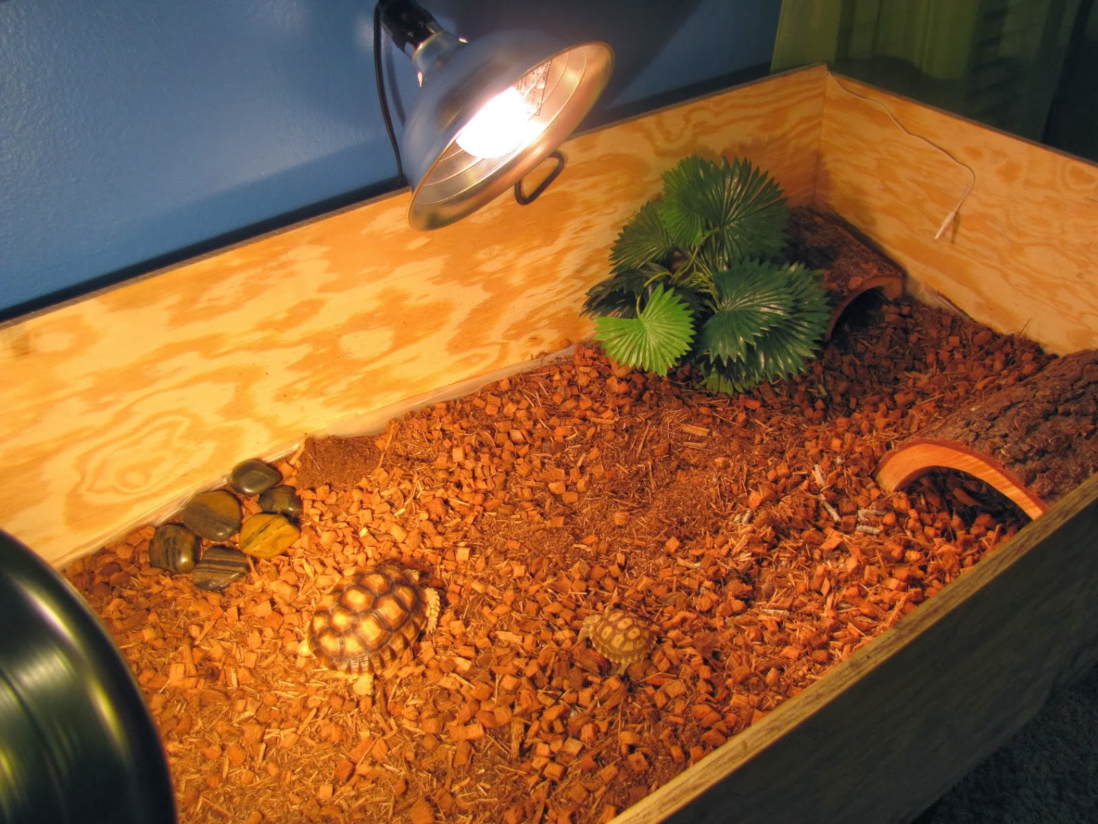 Greek Tortoise Habitat