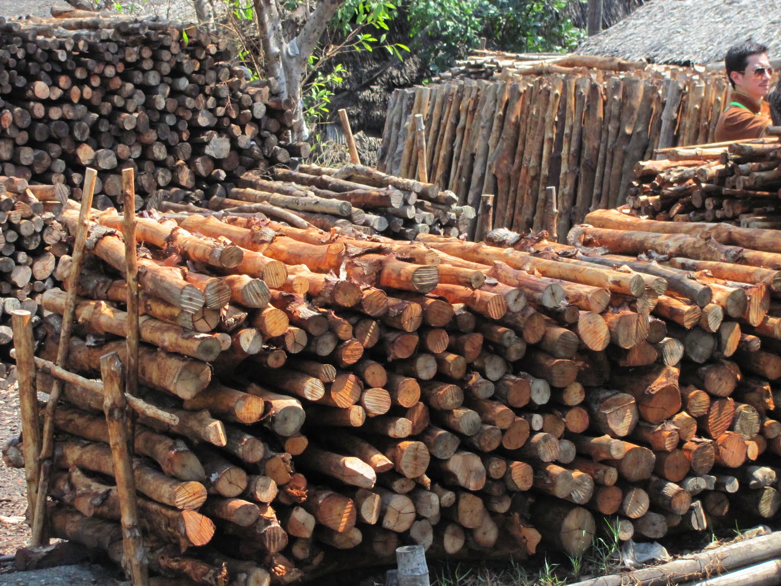 Mark McGinley's Fulbright in Malaysia: A Visit to Thai Mangroves